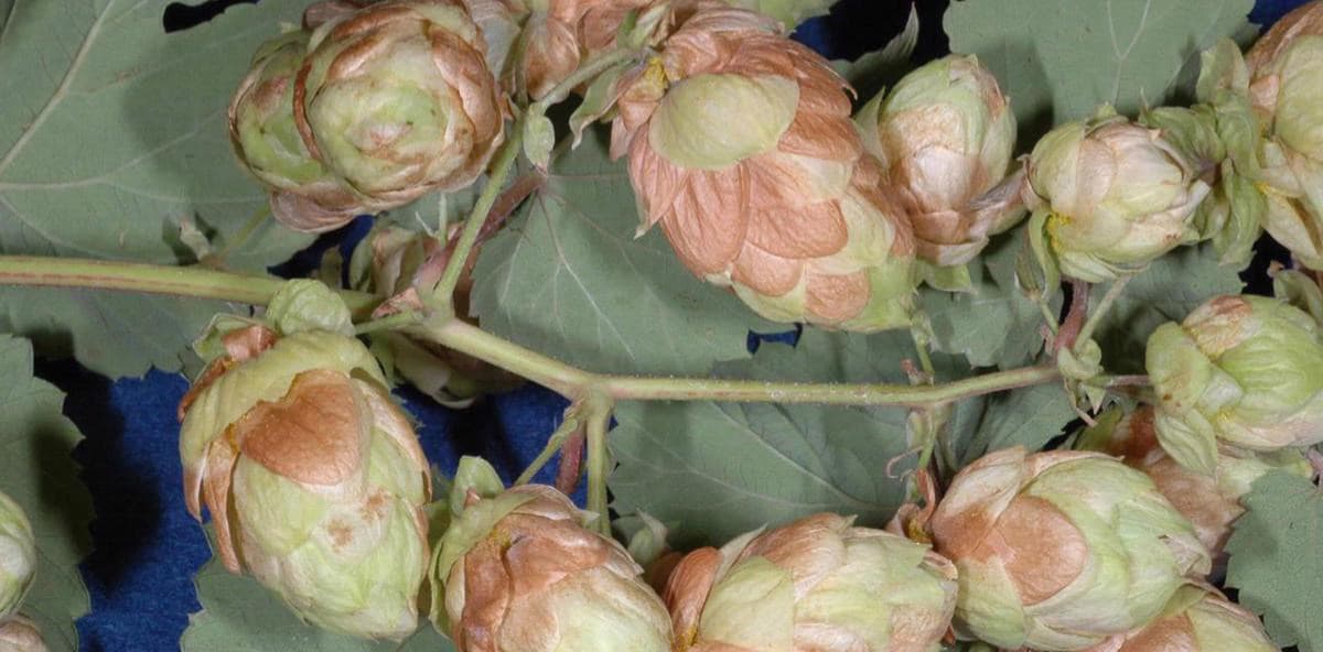 The Ultimate Guide to Growing Fresh Hops - Beer Maverick
