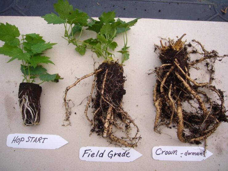 The Best Hop Varieties To Grow Yourself - Beer Maverick