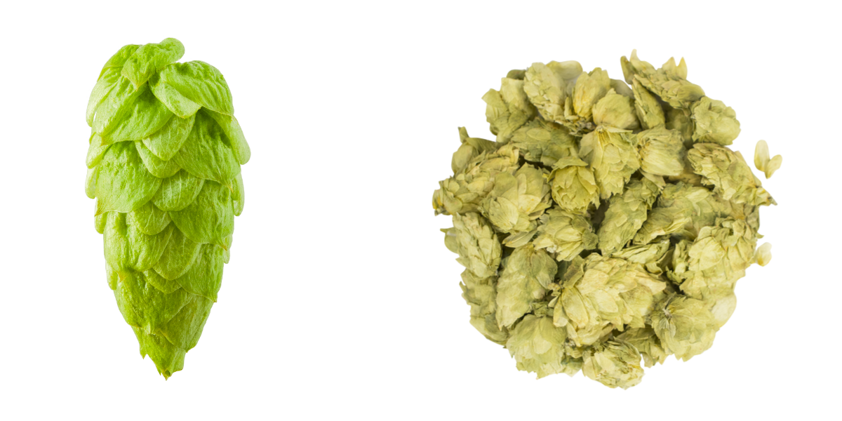 Citra Hops: Substitution, Flavor, Aroma - Beer Maverick